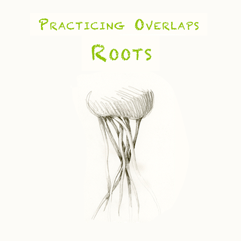 Lesson 20: Roots - Draw Botanical LLC