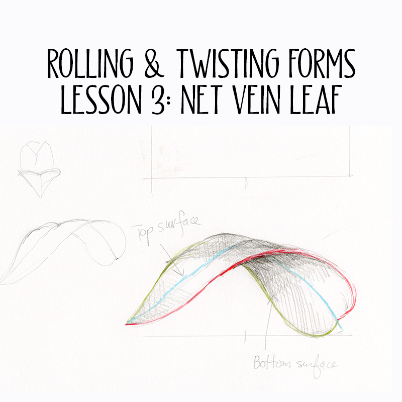Lesson 36: Net Vein Leaf - Draw Botanical LLC