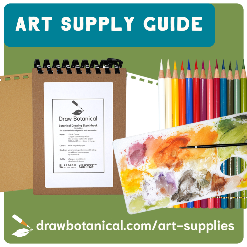 Botanical Illustration Distance Learning Course | Draw Botanical