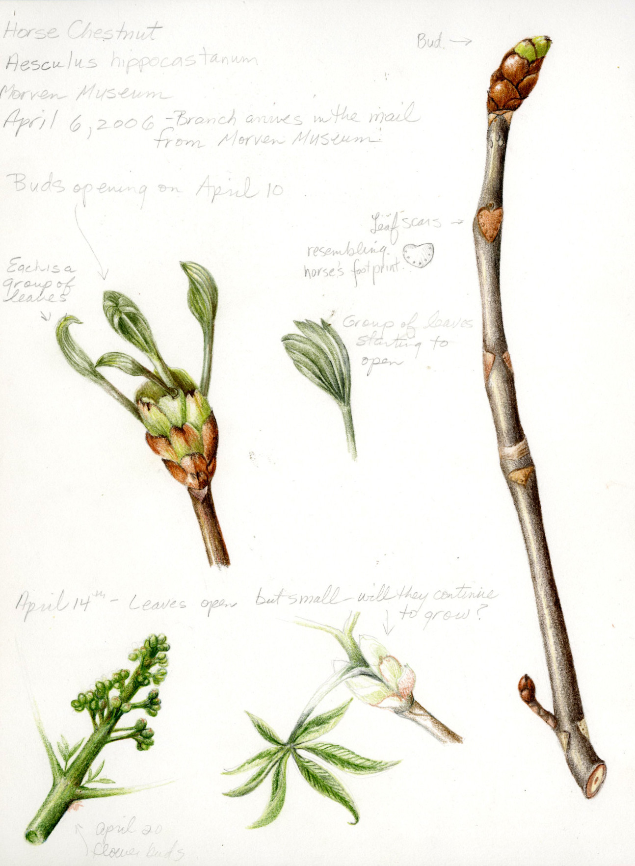 4 Steps to Start Your Seasonal Sketchbook: Winter - Draw Botanical LLC