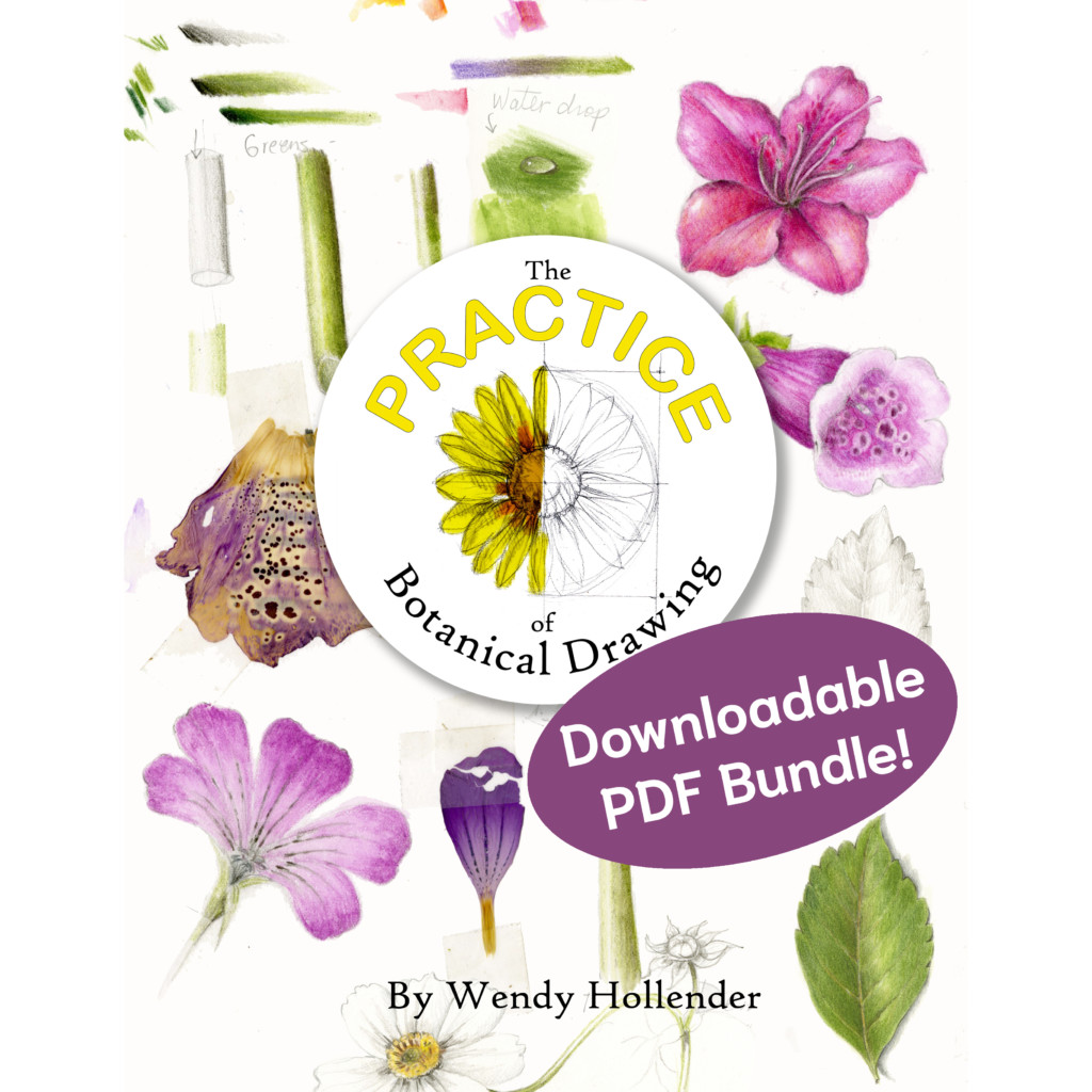 The Practice of Botanical Drawing Downloadable PDF Bundle - Draw ...