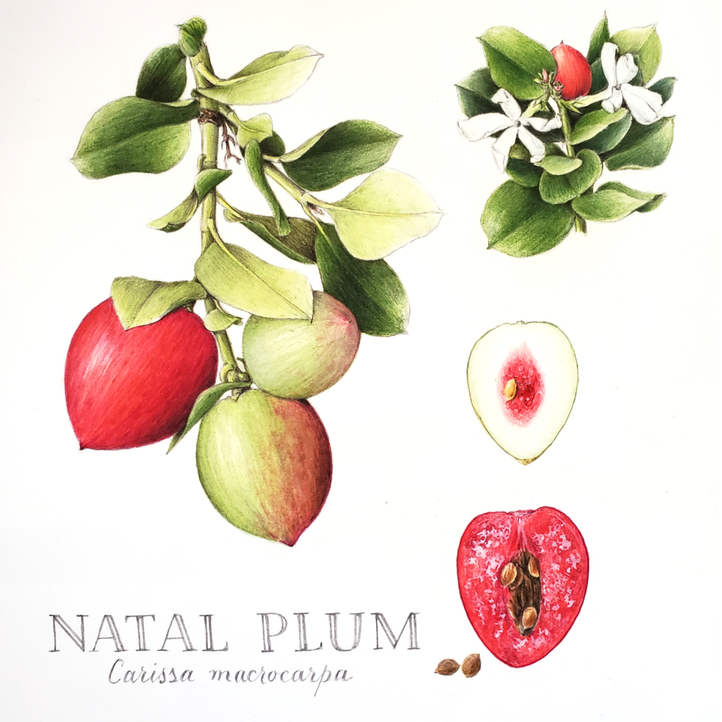 Zoom Workshop 13: Lettering for Botanical Art - Draw Botanical LLC