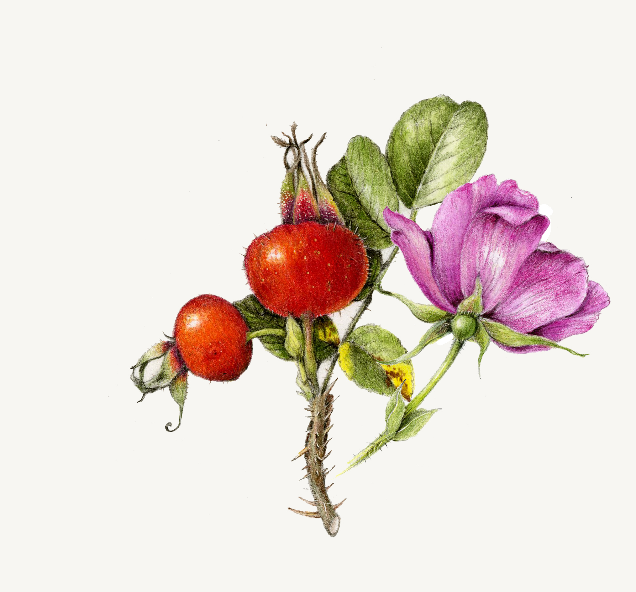 Practice Patience - Draw Botanical LLC