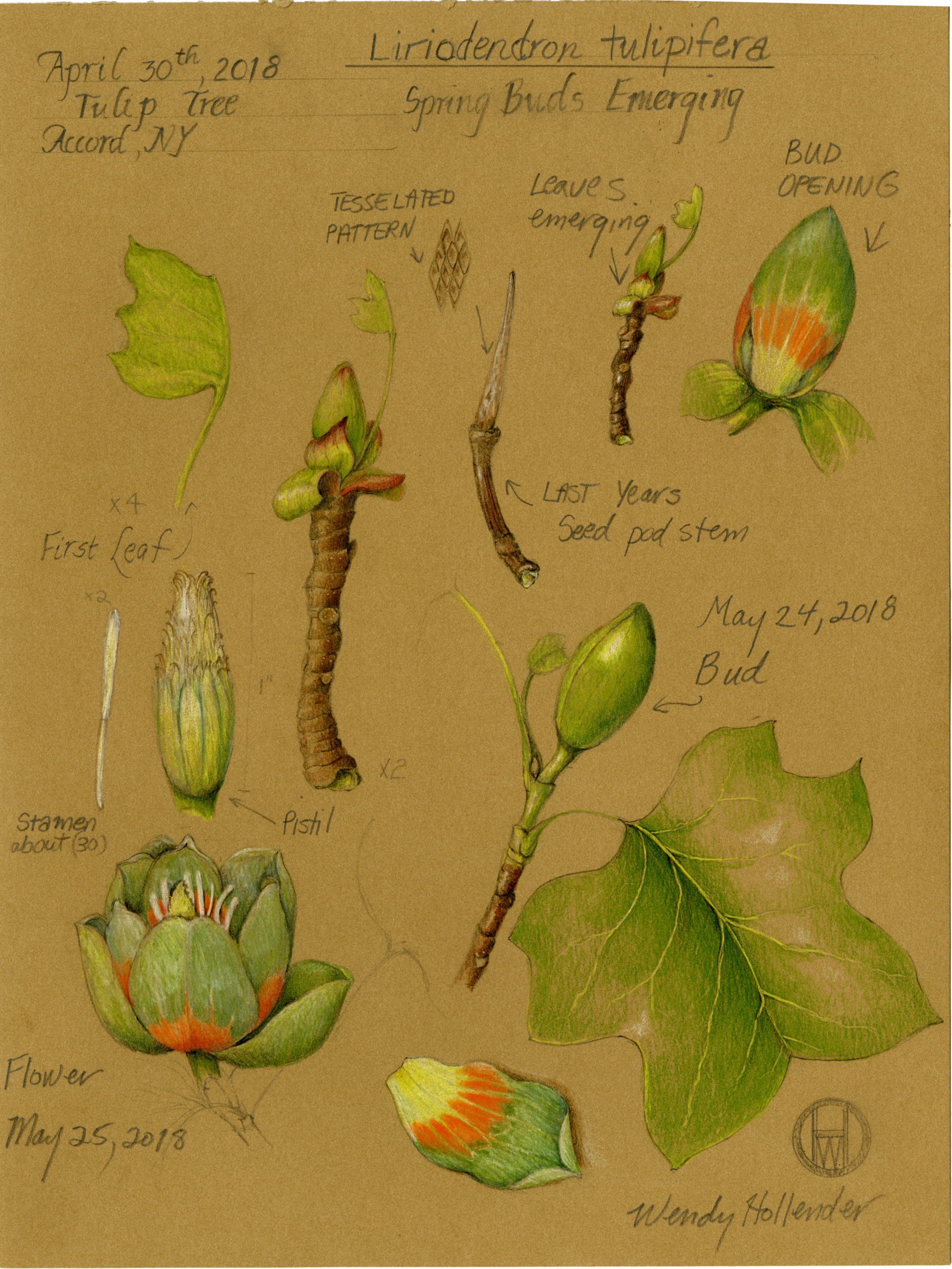 Draw Spring! Botanical inspiration around the globe - Draw Botanical LLC