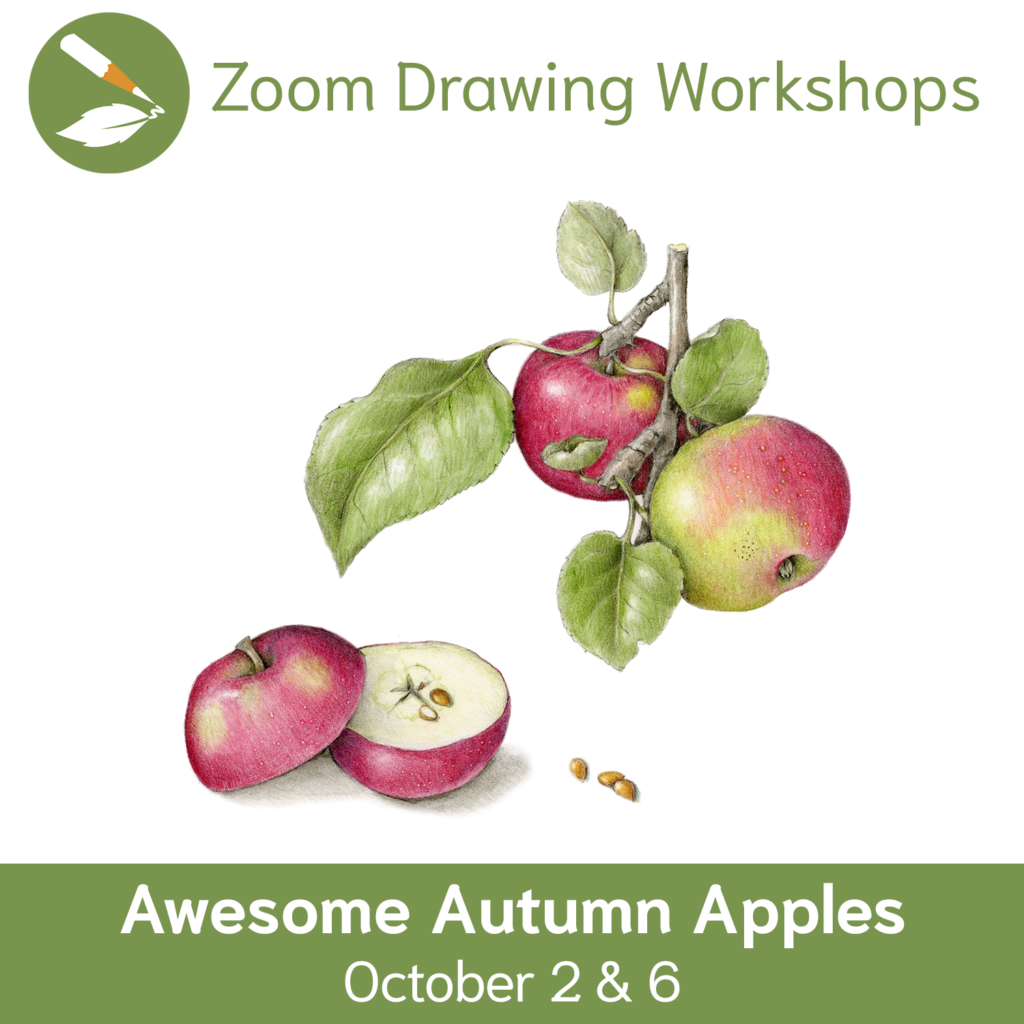 Practicing Apples - Draw Botanical LLC
