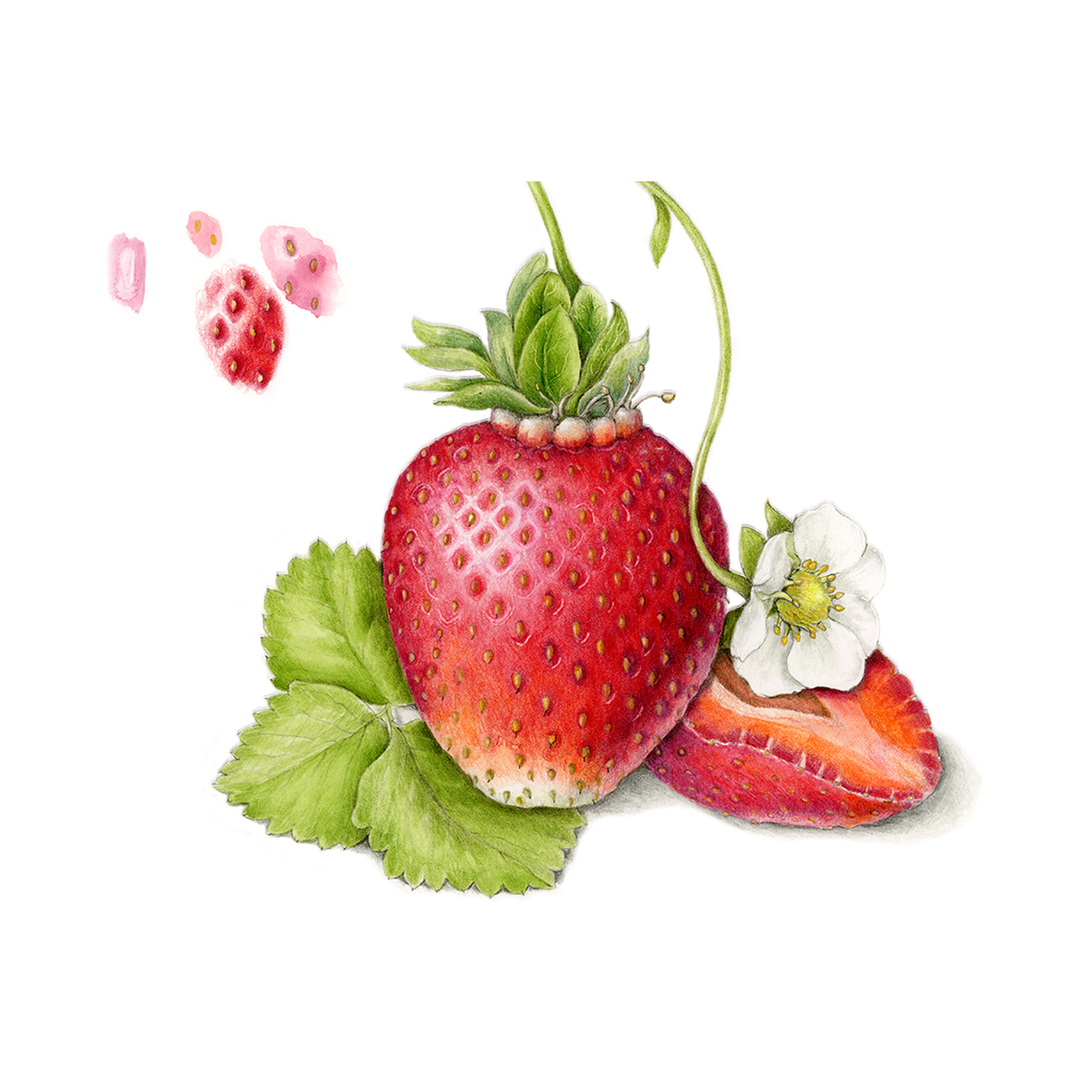 Strawberry Illustrations Step-by-Step - Draw Botanical LLC